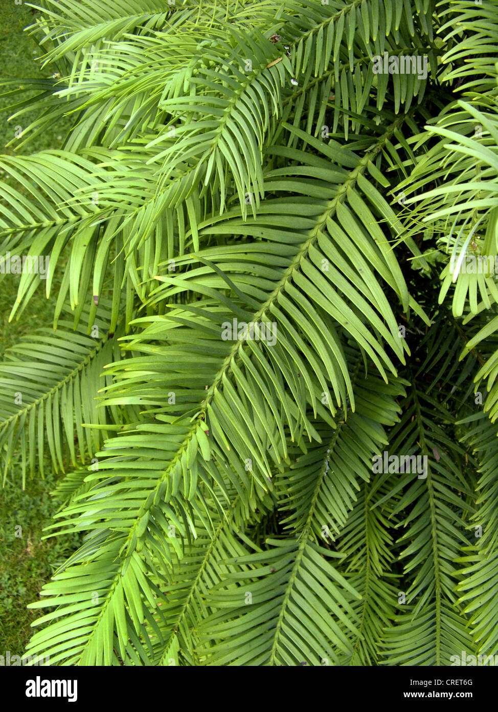 Wollemi pine trees hi-res stock photography and images - Alamy