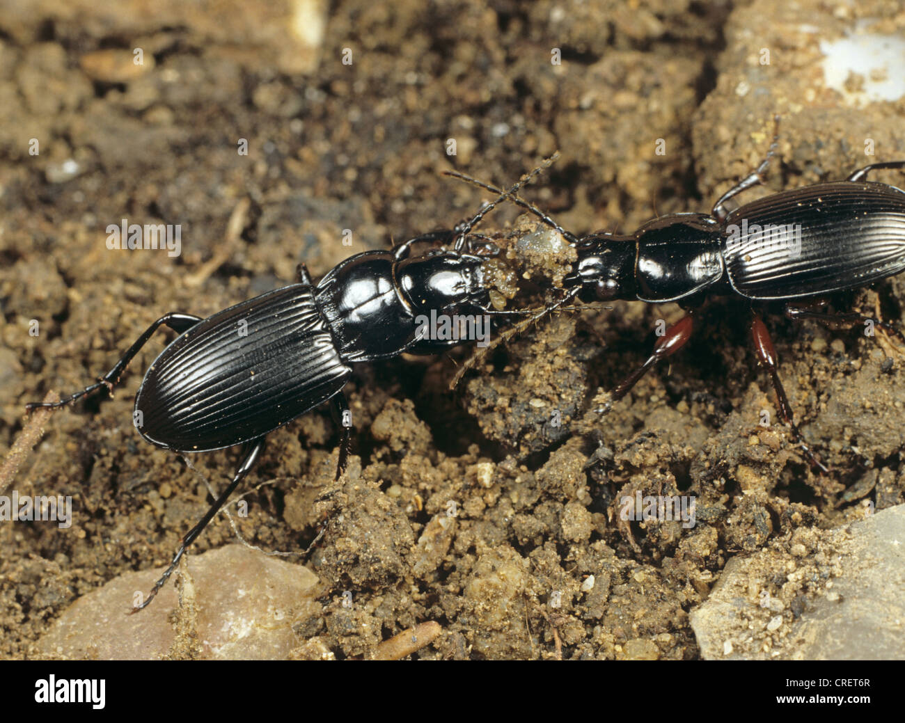 Ground Beetles Pterostichus madidus (L), P. melanarius (R) fighting ...