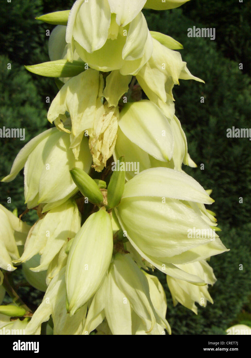 Adam's needle, weak-leaf Yucca (Yucca filamentosa), flowers Stock Photo ...