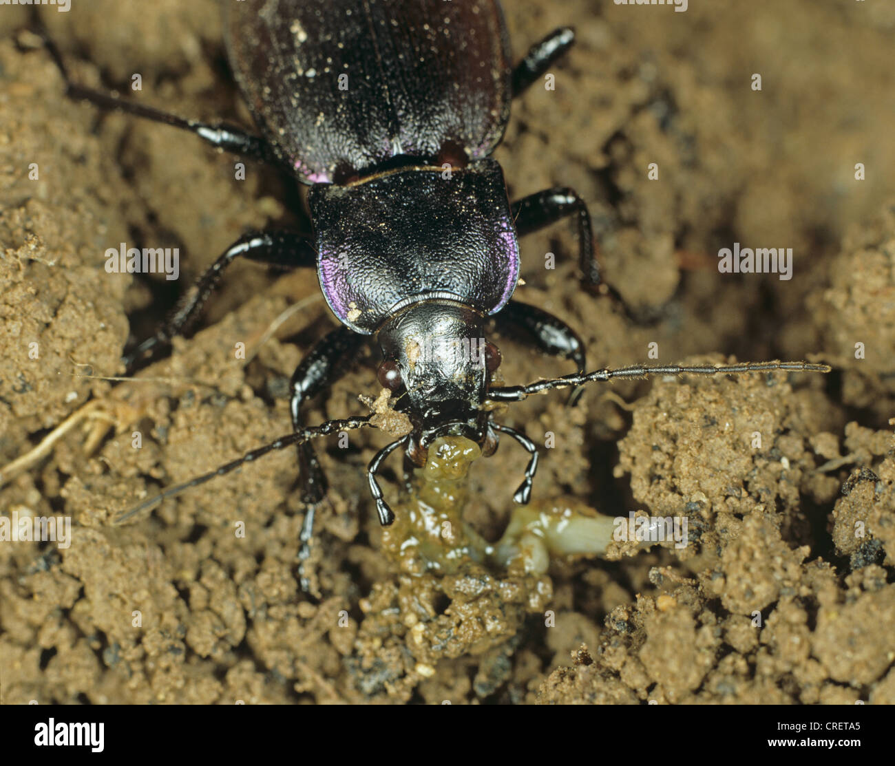 Carabus feeding hi-res stock photography and images - Alamy