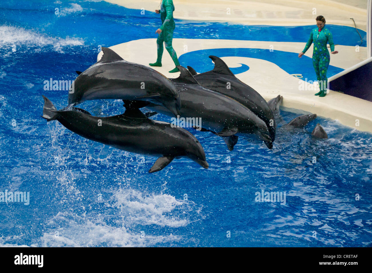 Dolphin display at Sea World Adventure Park, Orlando, Florida, USA ...