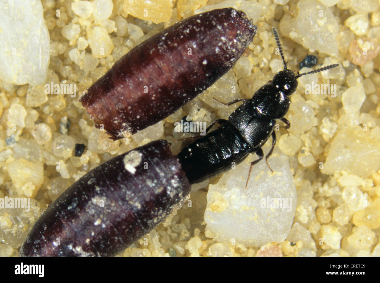 Parasitic rove beetle (Aleochara bilineata) with cabbage root fly pupa ...