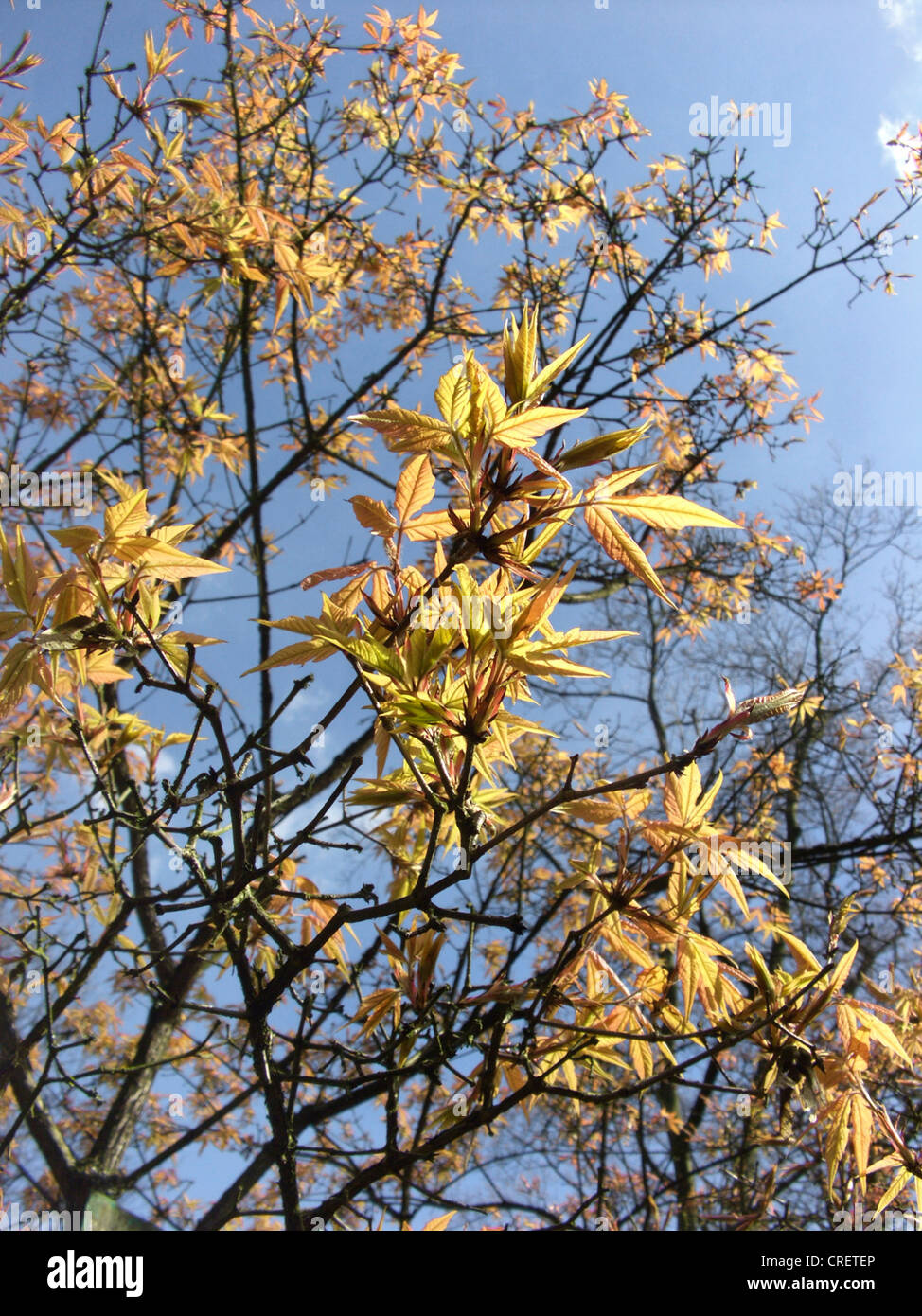 rough-barked maple, Three-flowered Maple (Acer triflorum), shoots in ...