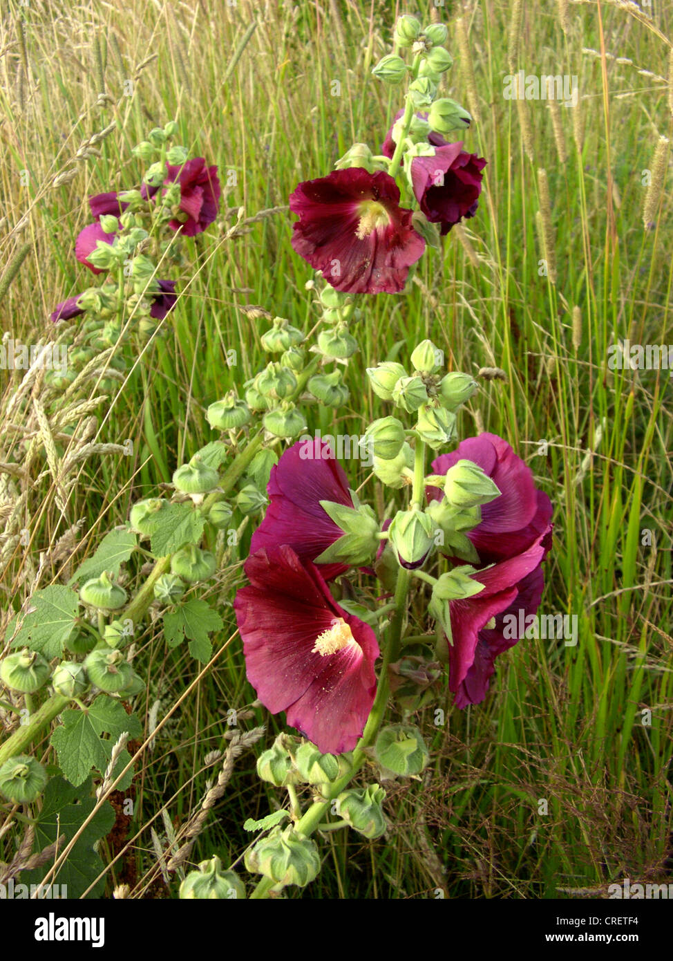 holly hock, hollyhock (Alcea rosea, Althaea rosea), blooming Stock Photo - Alamy