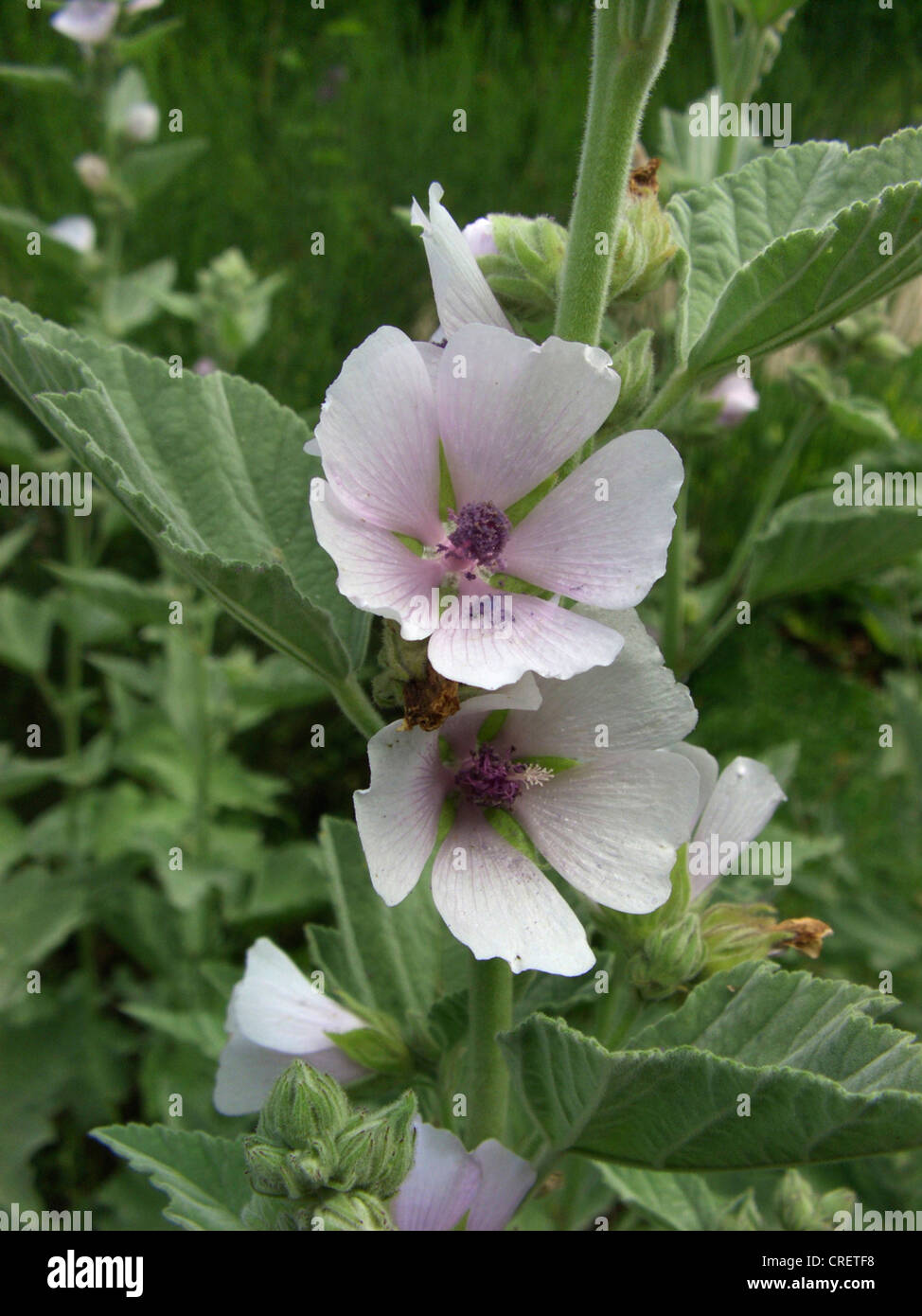 common marsh-mallow, common marshmallow (Althaea officinalis), flowers ...