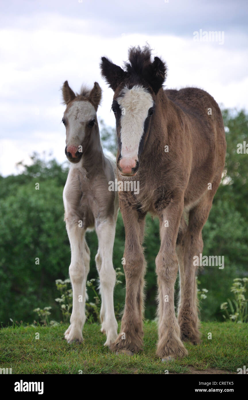 Two young horses staring at camera Stock Photo - Alamy