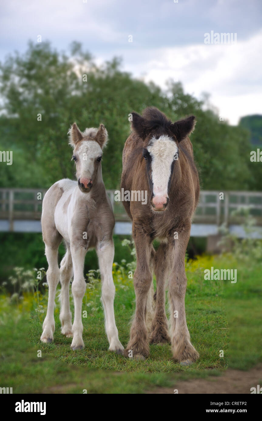 Two young horses staring at camera Stock Photo - Alamy