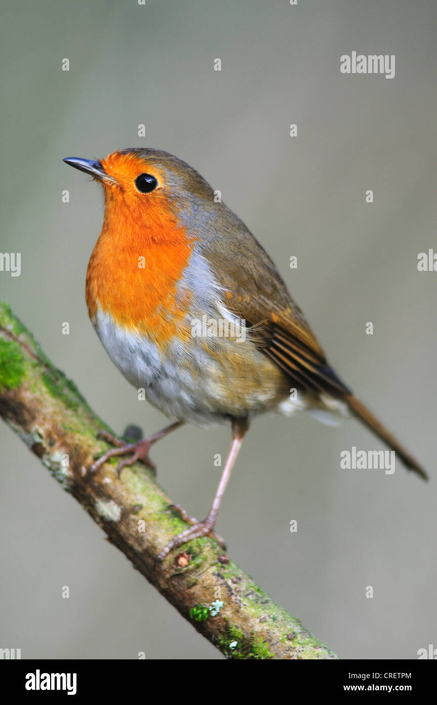 Robin bird hi-res stock photography and images - Alamy