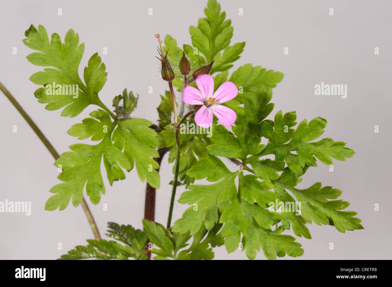 Robert weed hi-res stock photography and images - Alamy