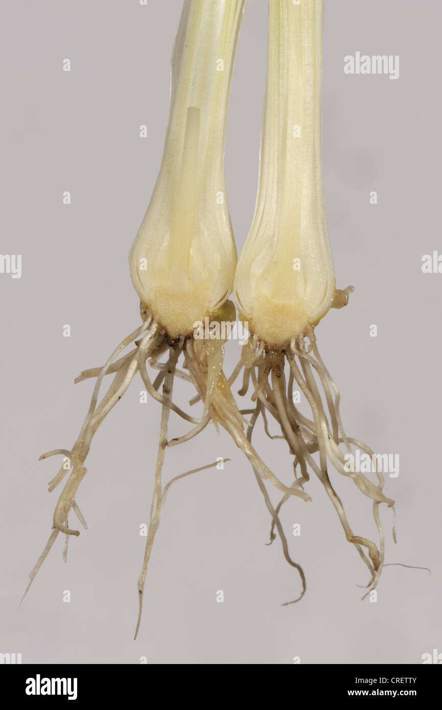 Bulbs On Plant Roots at Elinor Castiglione blog