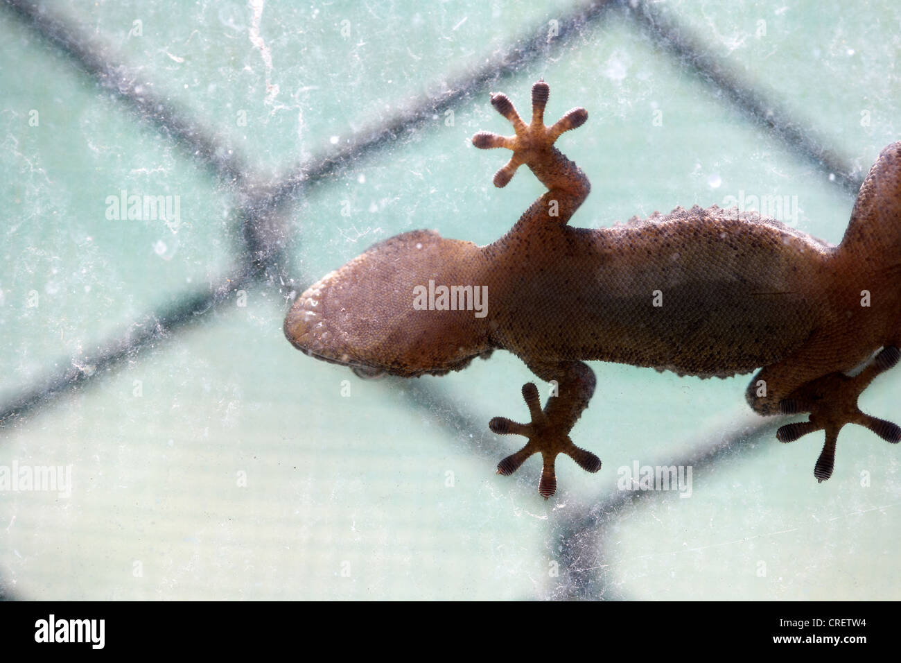 Tarente hi-res stock photography and images - Alamy