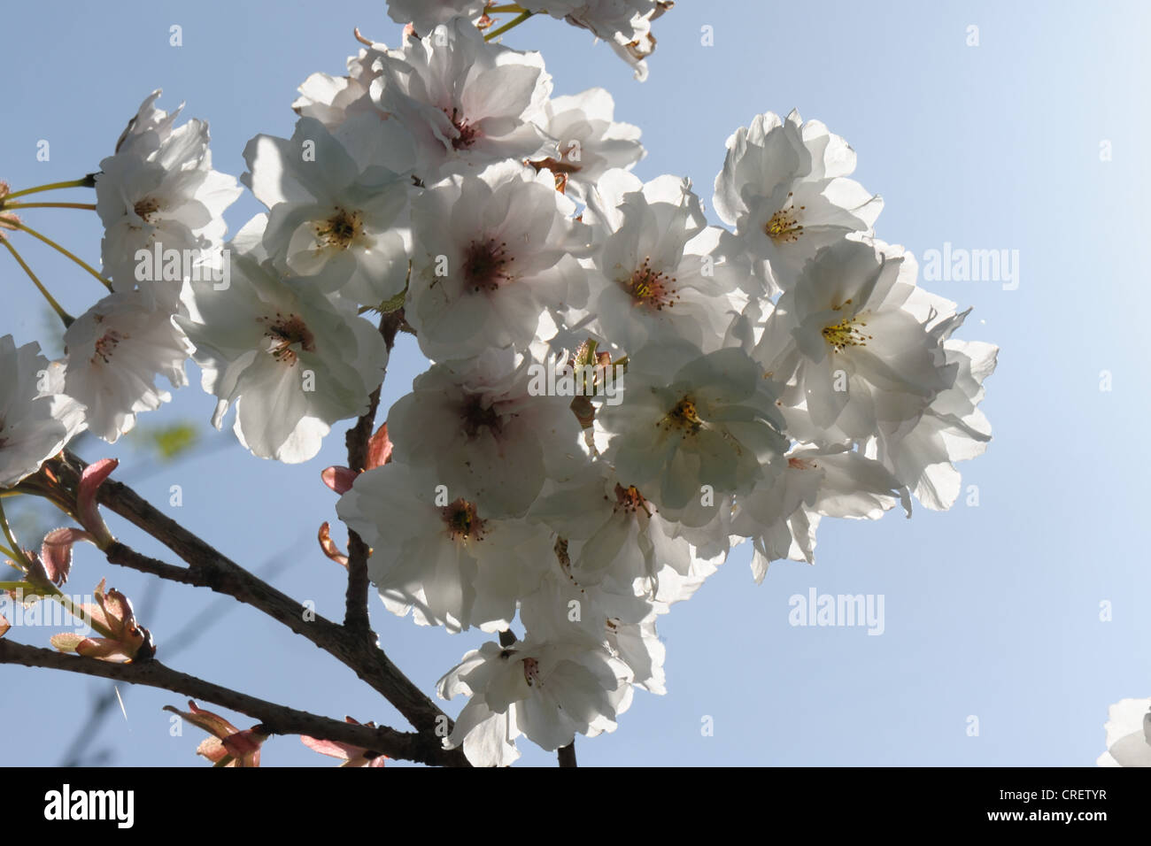 Prunus ‘shizuka’ (‘fragrant cloud’) hi-res stock photography and images ...