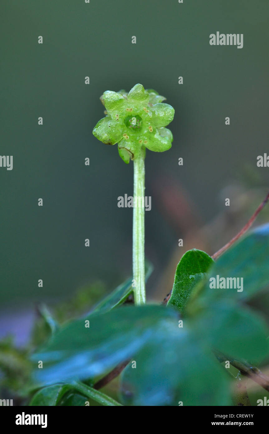 moschatel adoxa moschatellina townhall clock Adoxaceae perennial Stock ...