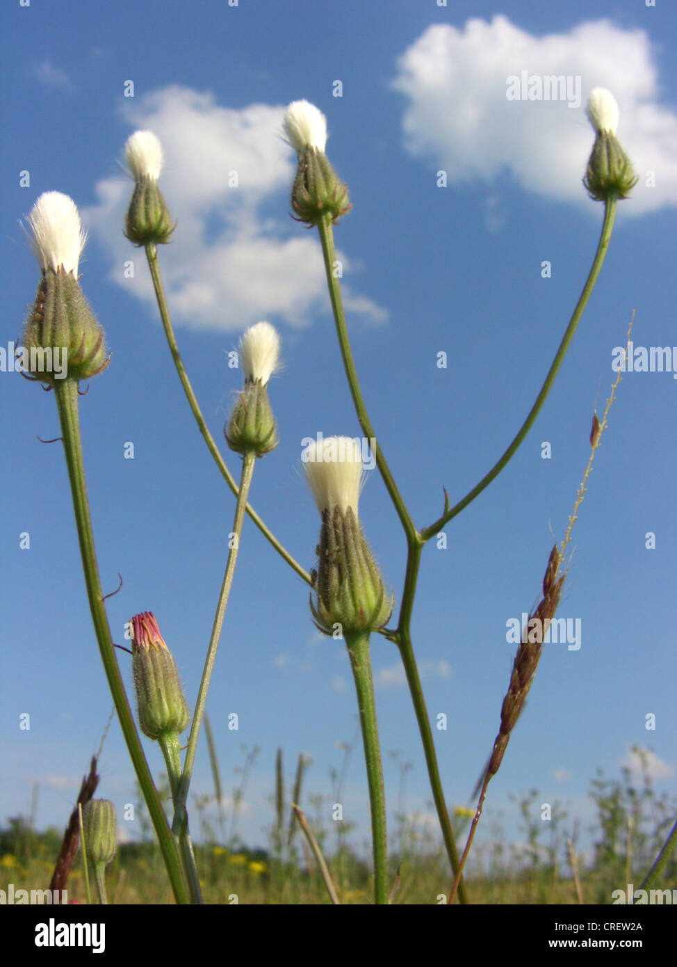 stinking hawk's-beard (Crepis foetida), infructescence with pappus ...