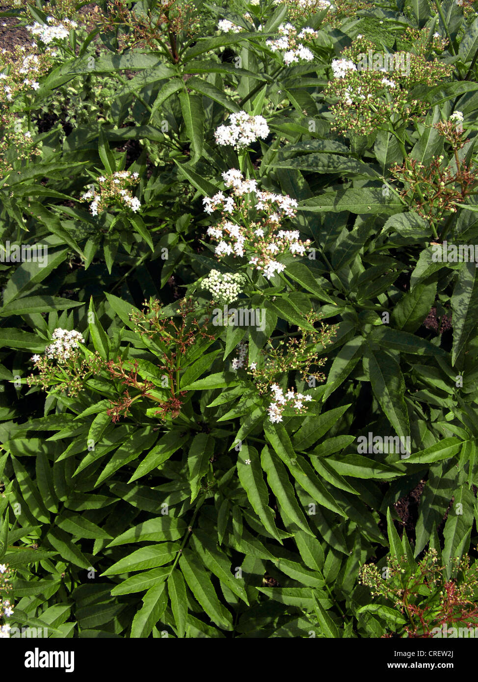 dwarf elder (Sambucus ebulus), blooming plants, Germany, North Rhine ...