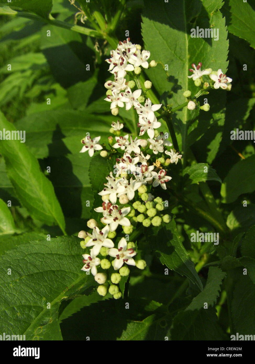 dwarf elder (Sambucus ebulus), closeup of the inflorescence, Germany ...
