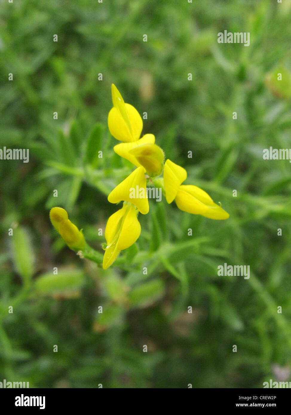 German greenweed (Genista germanica), blossoms Stock Photo - Alamy
