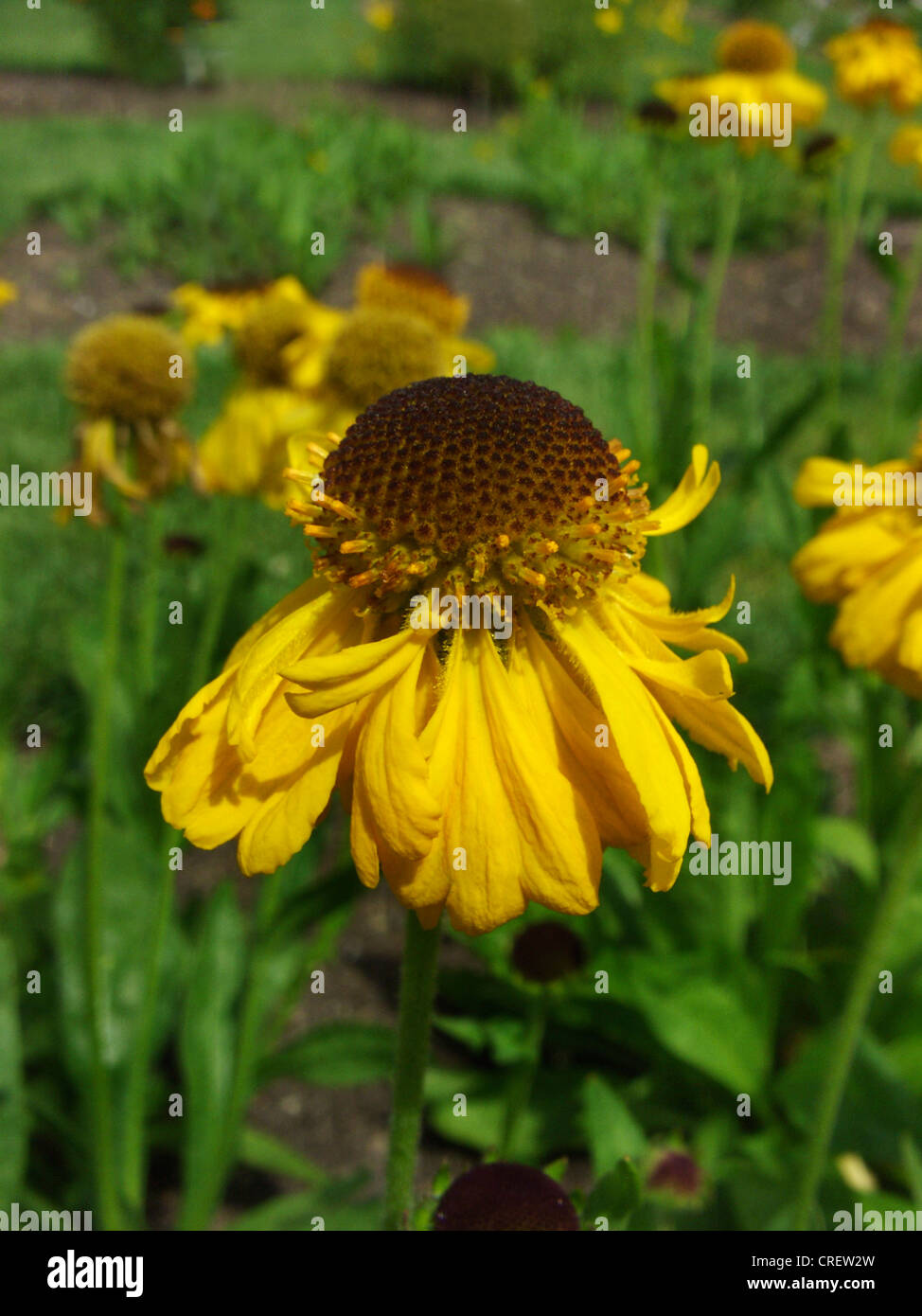 Helenium bigelowii the bishop hi-res stock photography and images - Alamy