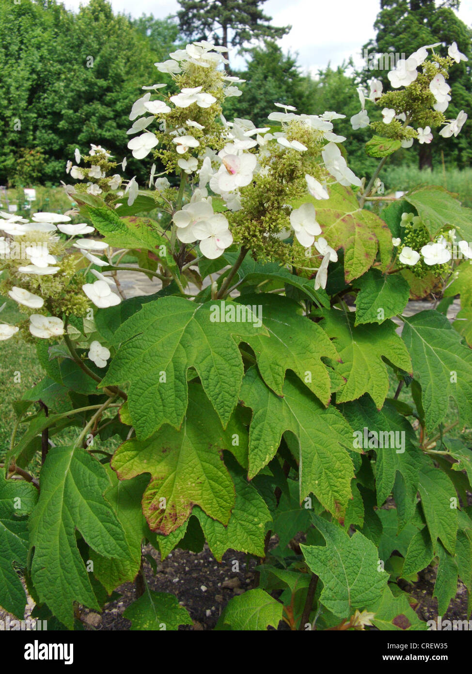 Oak-leaved hydrangea (Hydrangea quercifolia), blooming Stock Photo - Alamy