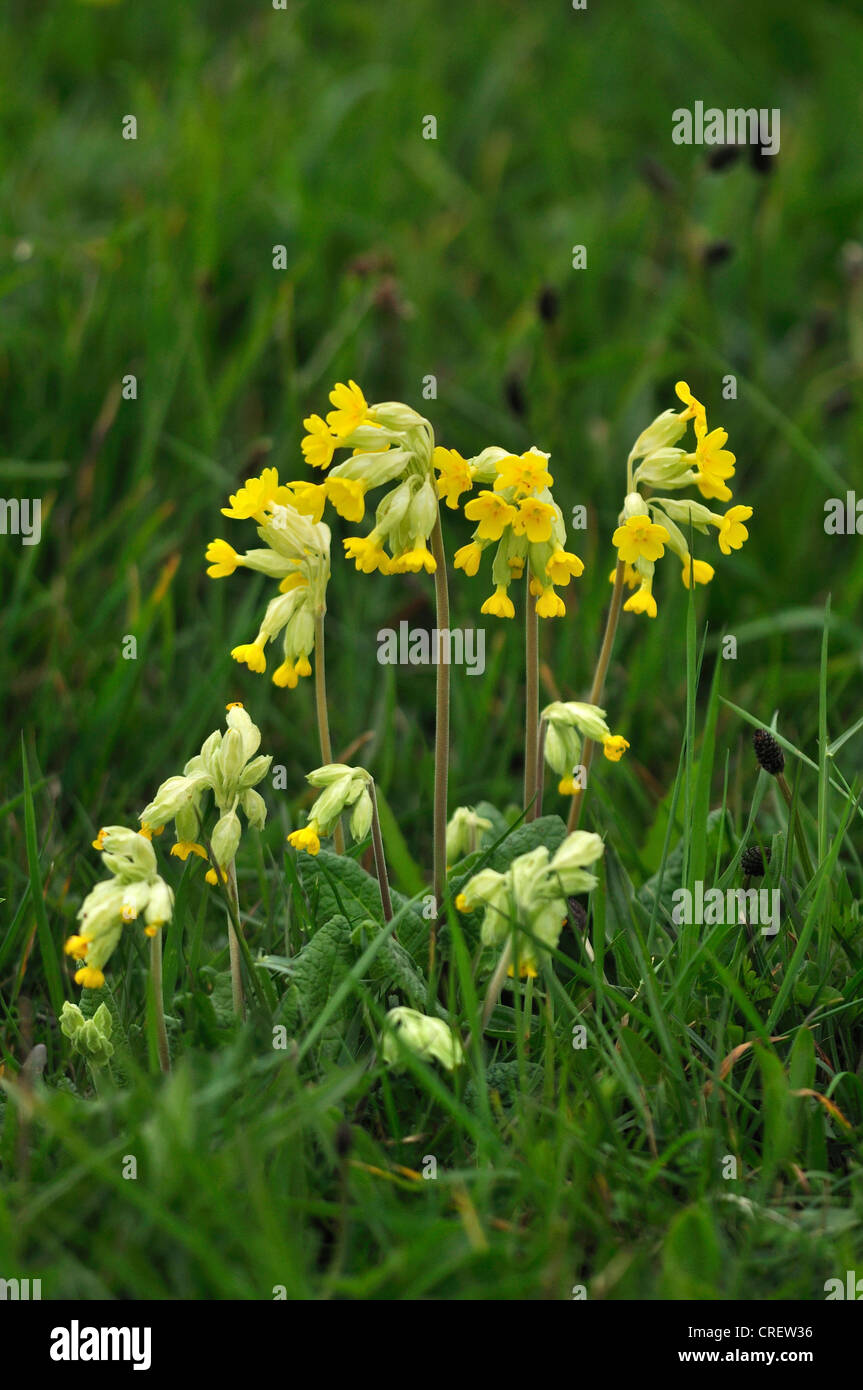 Primula wild flower hi-res stock photography and images - Alamy