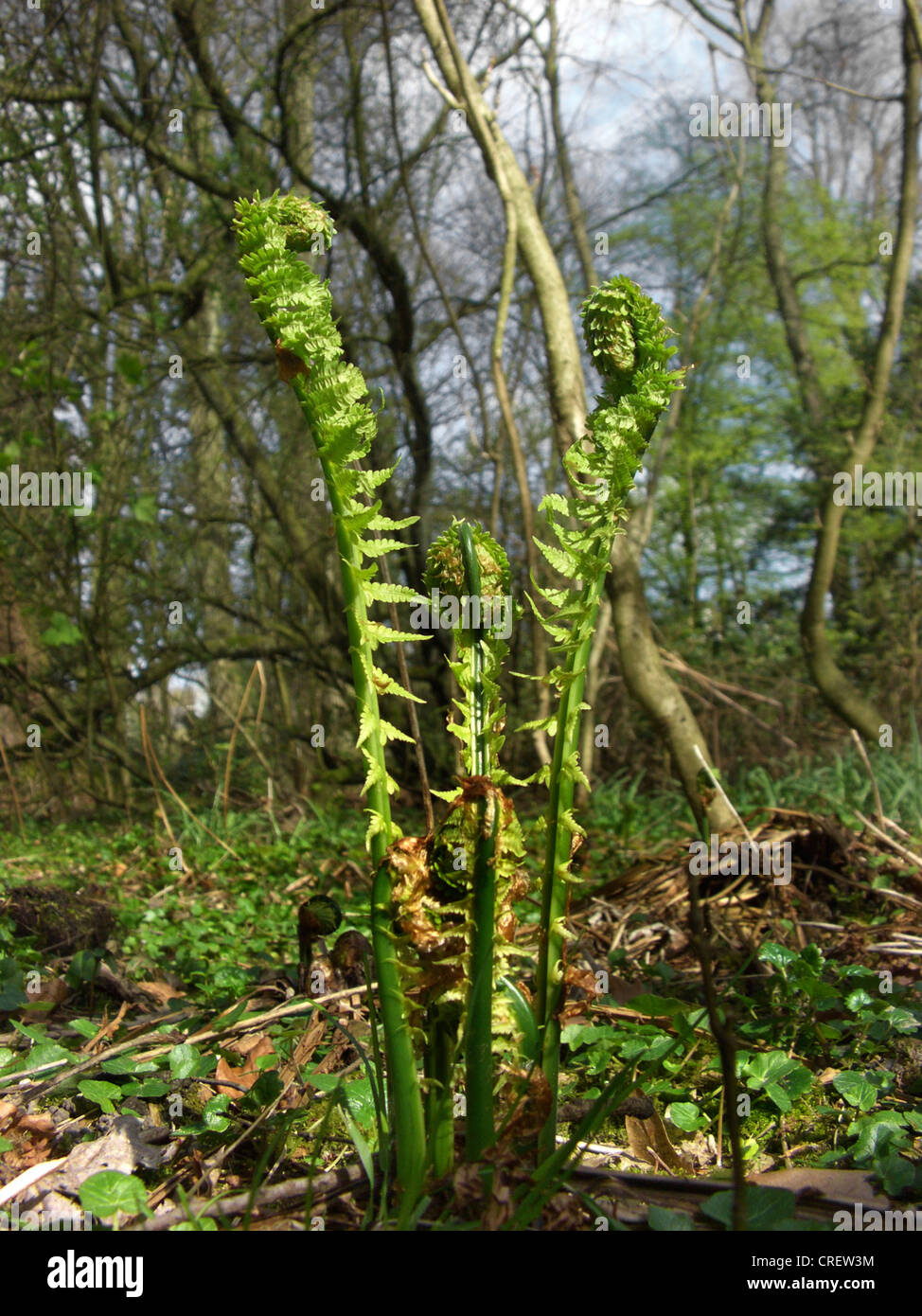 European Ostrich Fern (Matteuccia struthiopteris), shoots in spring ...