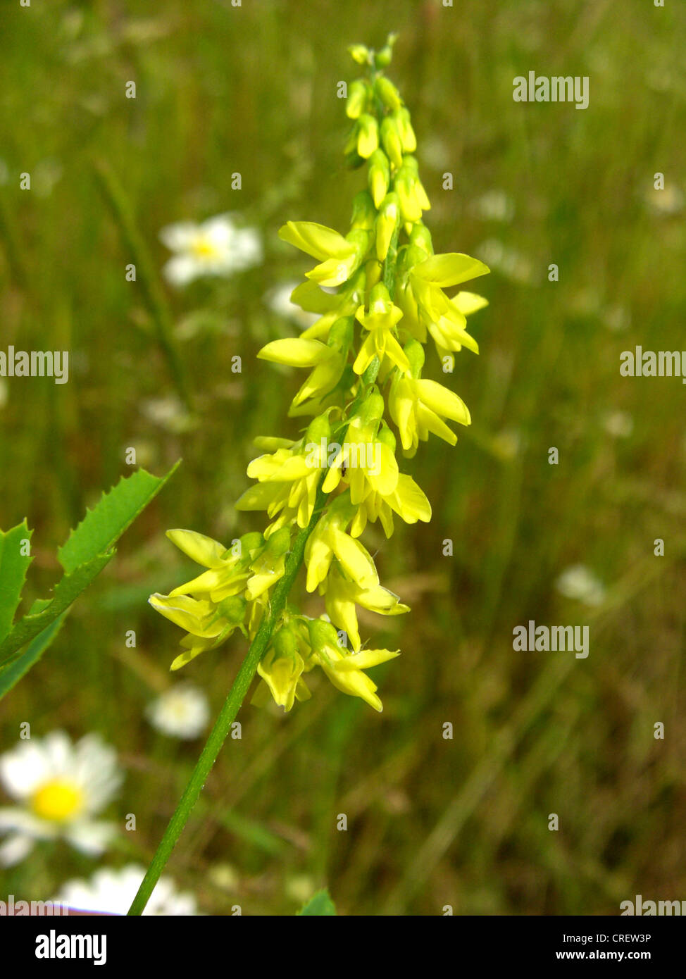 common melilot, ribbed melilot, yellow melilot, yellow sweetclover ...