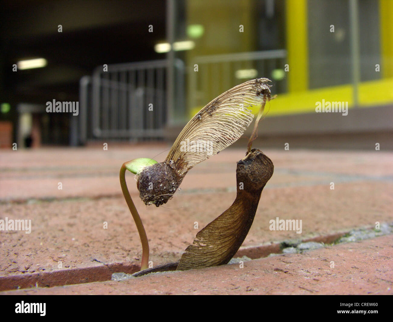 Sycamore seedling hi-res stock photography and images - Alamy