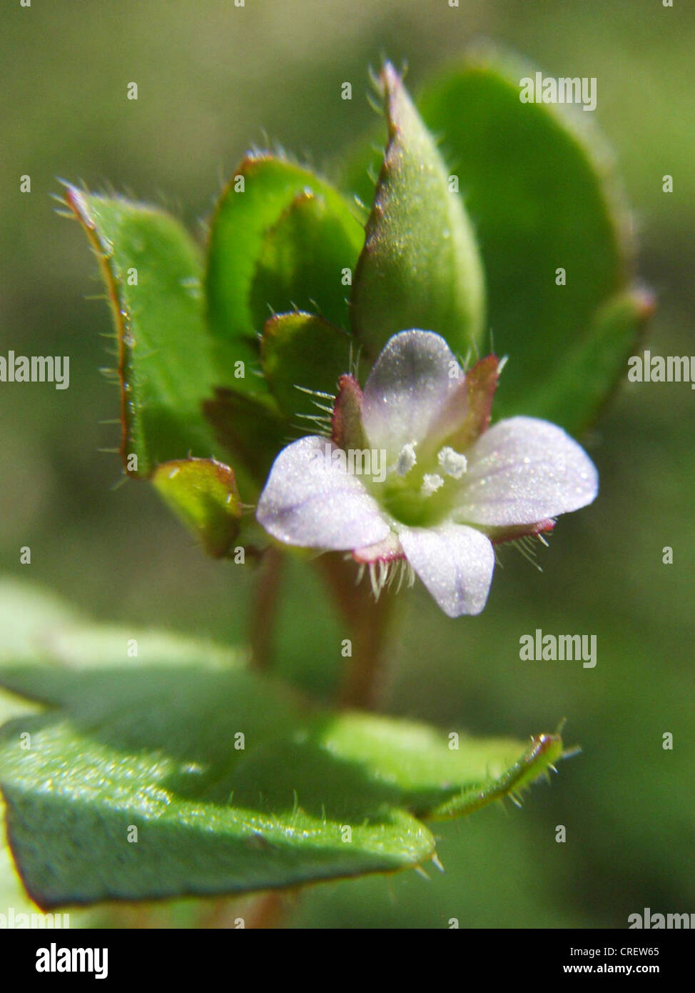 ivy-leaf speedwell (Veronica hederifolia subsp. sublobata, Veronica ...