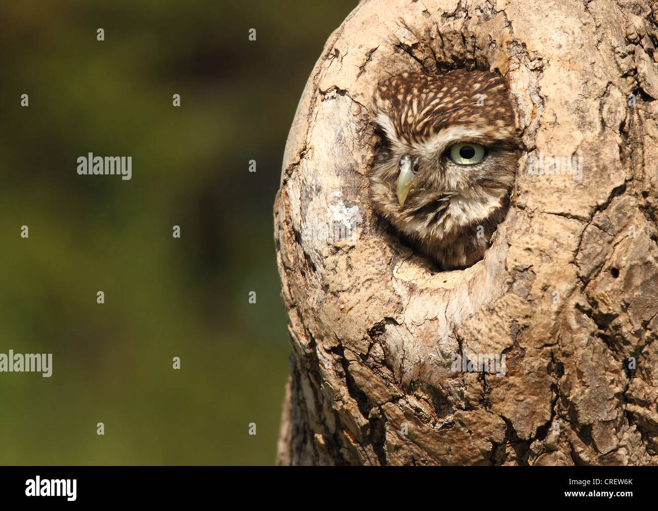Little Owl in dead tree Stock Photo - Alamy
