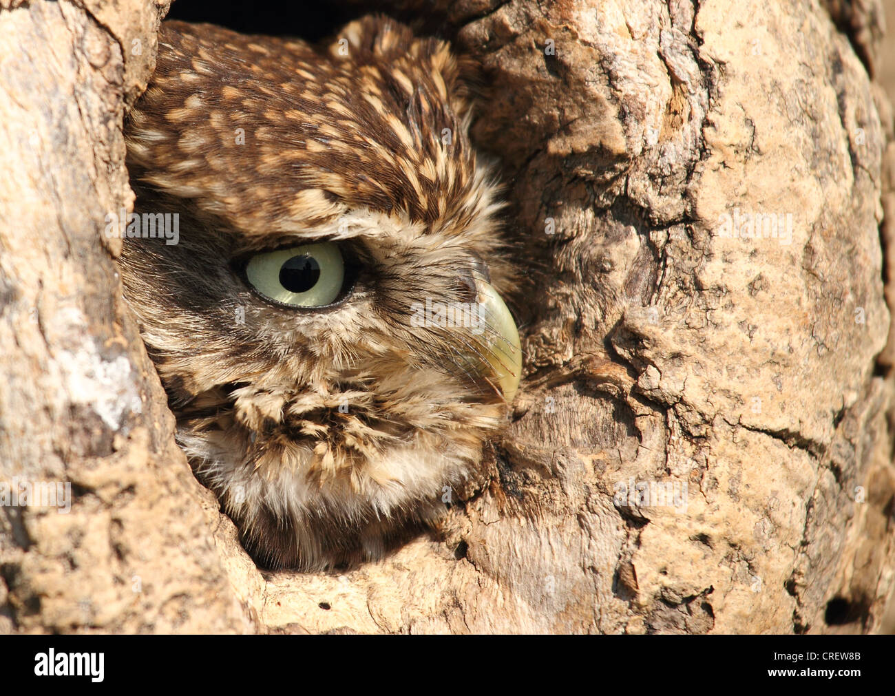 Little Owl in dead tree Stock Photo - Alamy