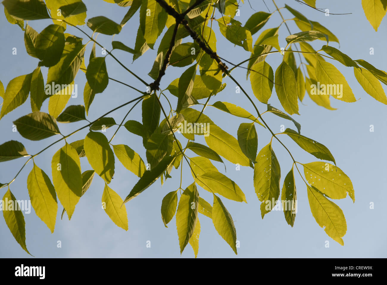 Ash tree leaves Stock Photo - Alamy