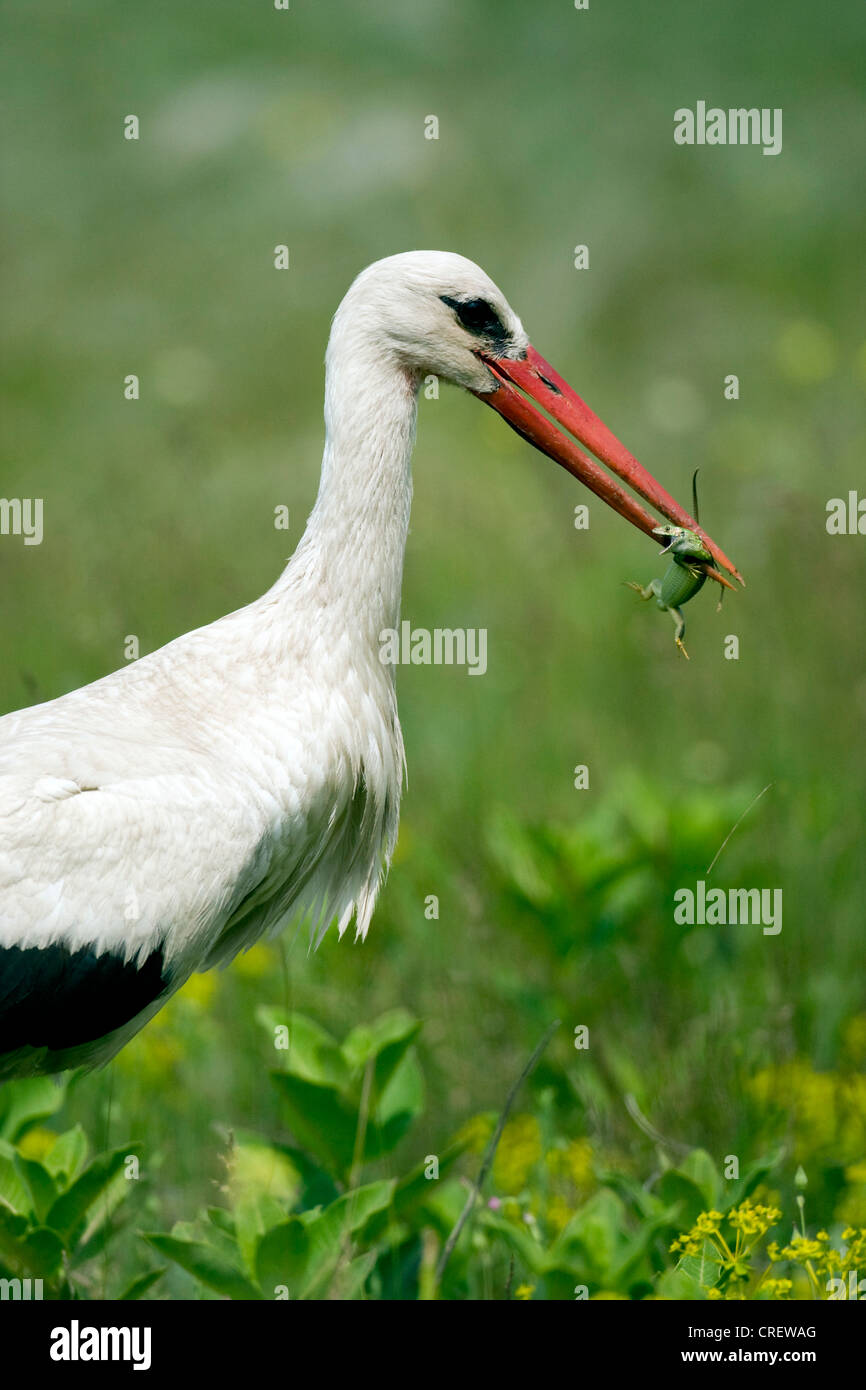white stork (Ciconia ciconia), feeding Green Lizard, Hungary, Kiskunzag ...