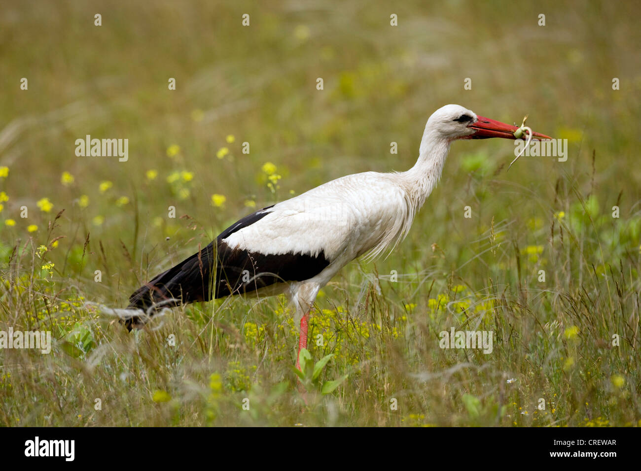 white stork (Ciconia ciconia), feeding Green Lizard, Hungary, Kiskunzag ...