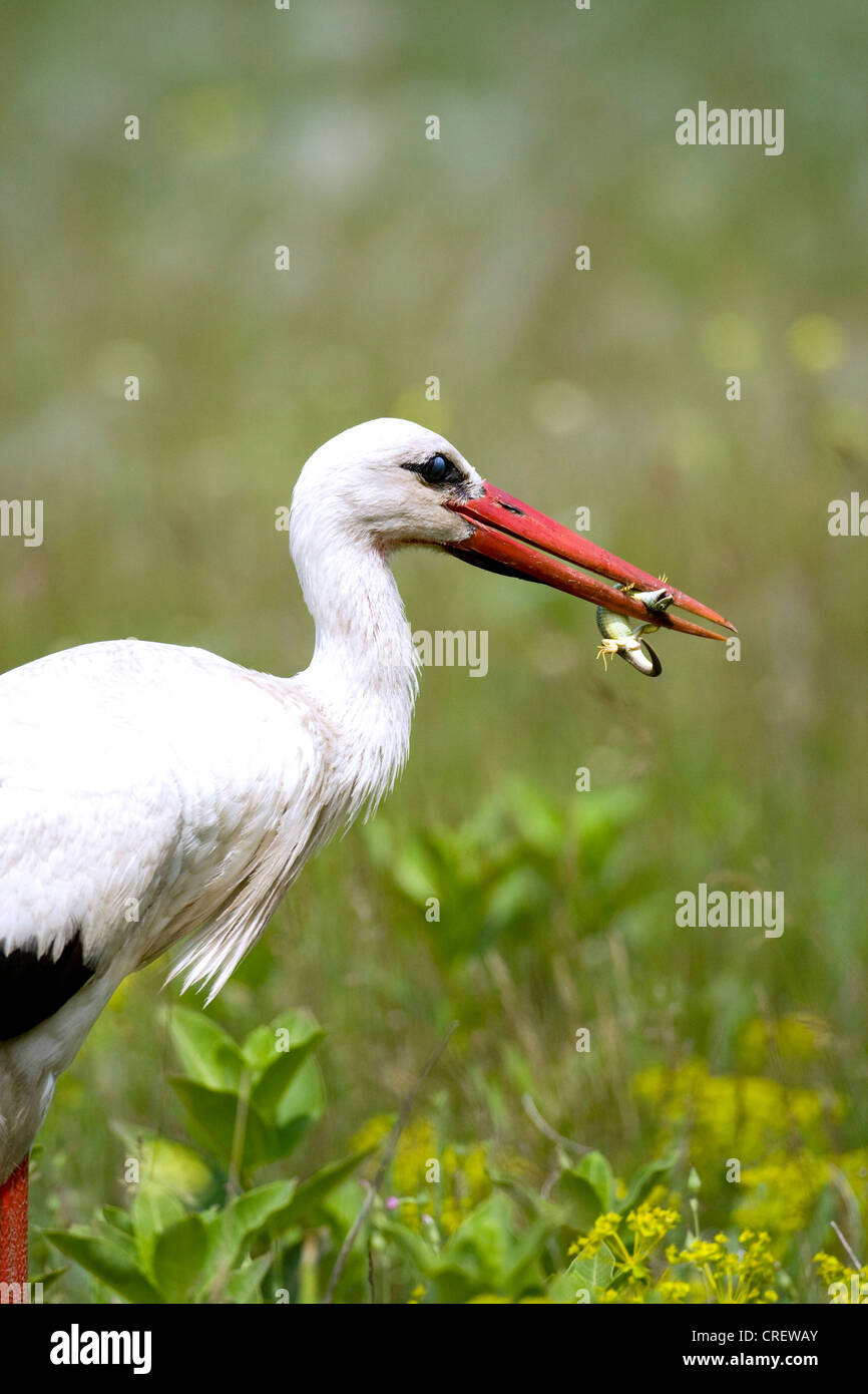 white stork (Ciconia ciconia), feeding Green Lizard, Hungary, Kiskunzag ...