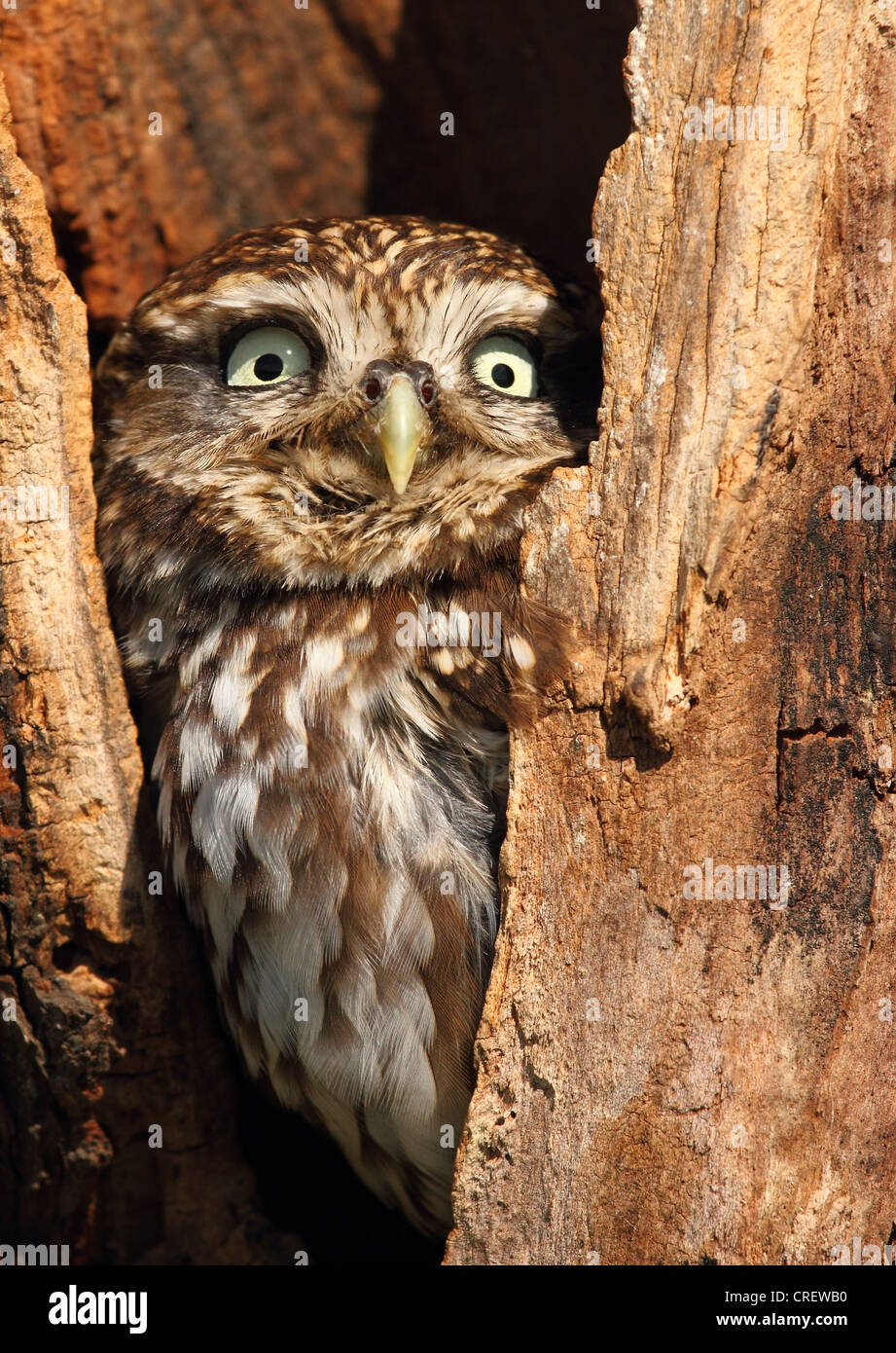 Little Owl in dead tree Stock Photo - Alamy
