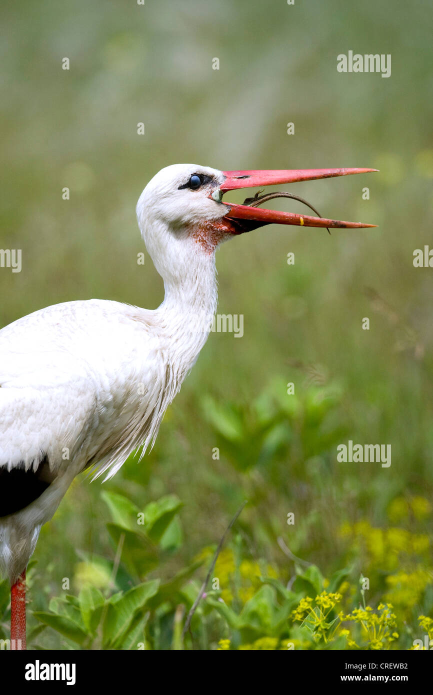 white stork (Ciconia ciconia), feeding Green Lizard, Hungary, Kiskunzag ...