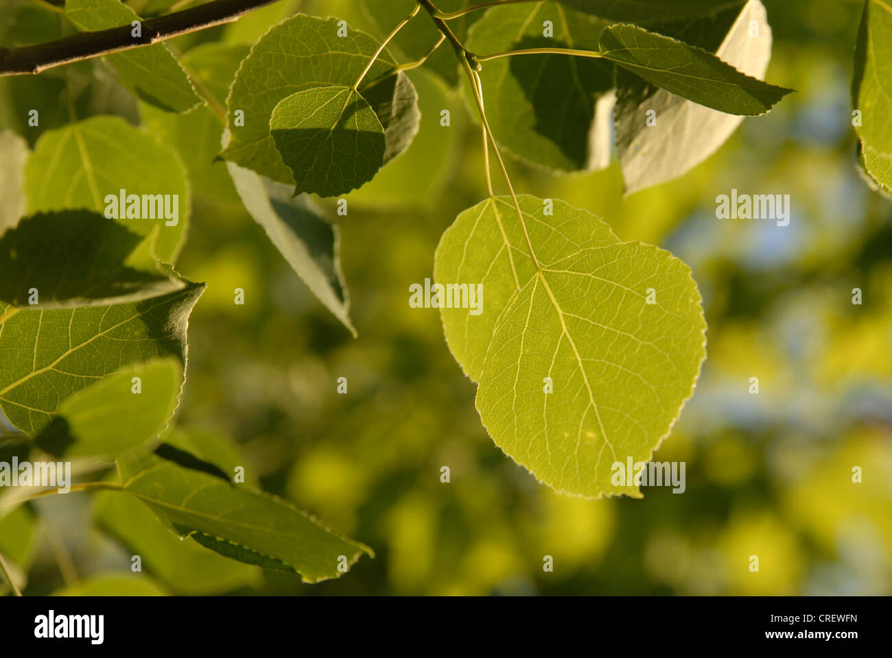 Poplar tree leaves hi-res stock photography and images - Alamy