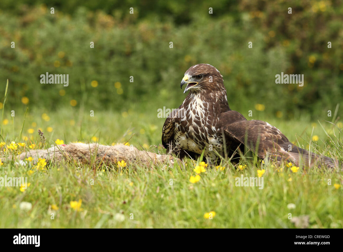 Kill nature hi-res stock photography and images - Alamy