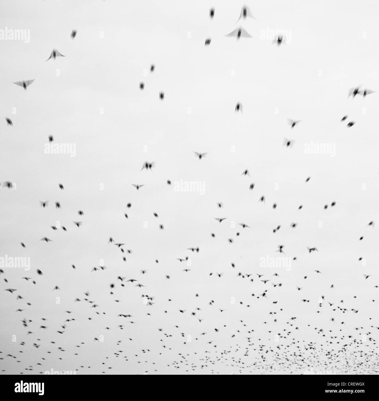 Flock of starling Black and White Stock Photos & Images - Alamy