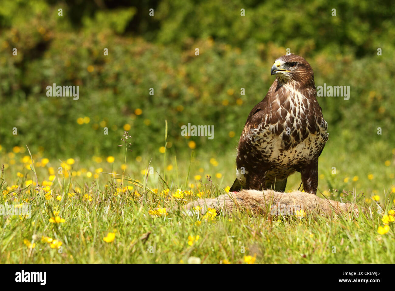 Common Buzzard with kill Stock Photo - Alamy