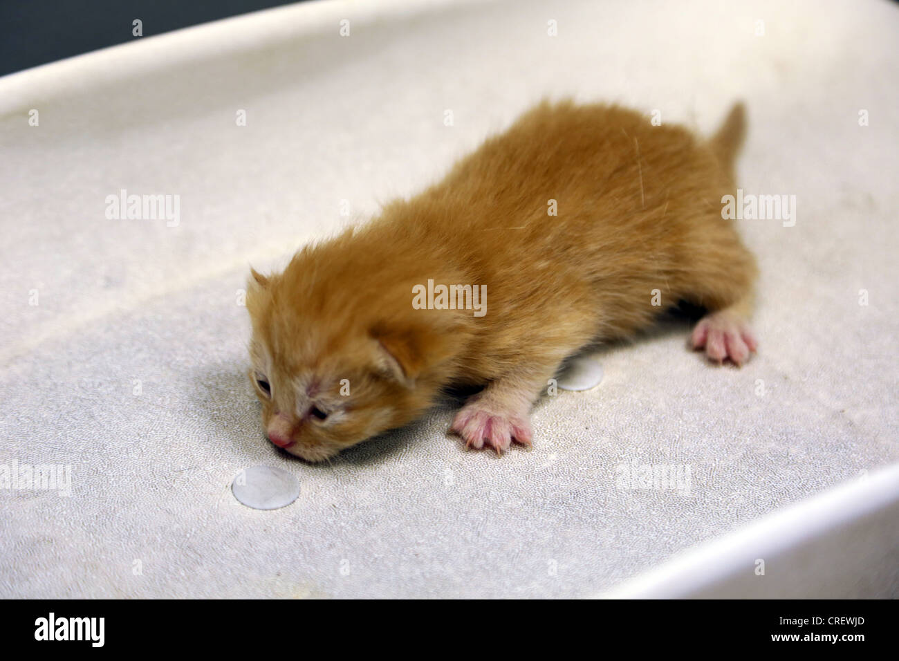 A Week Old Ginger Kitten Being Weighed At The Vets Stock Photo - Alamy