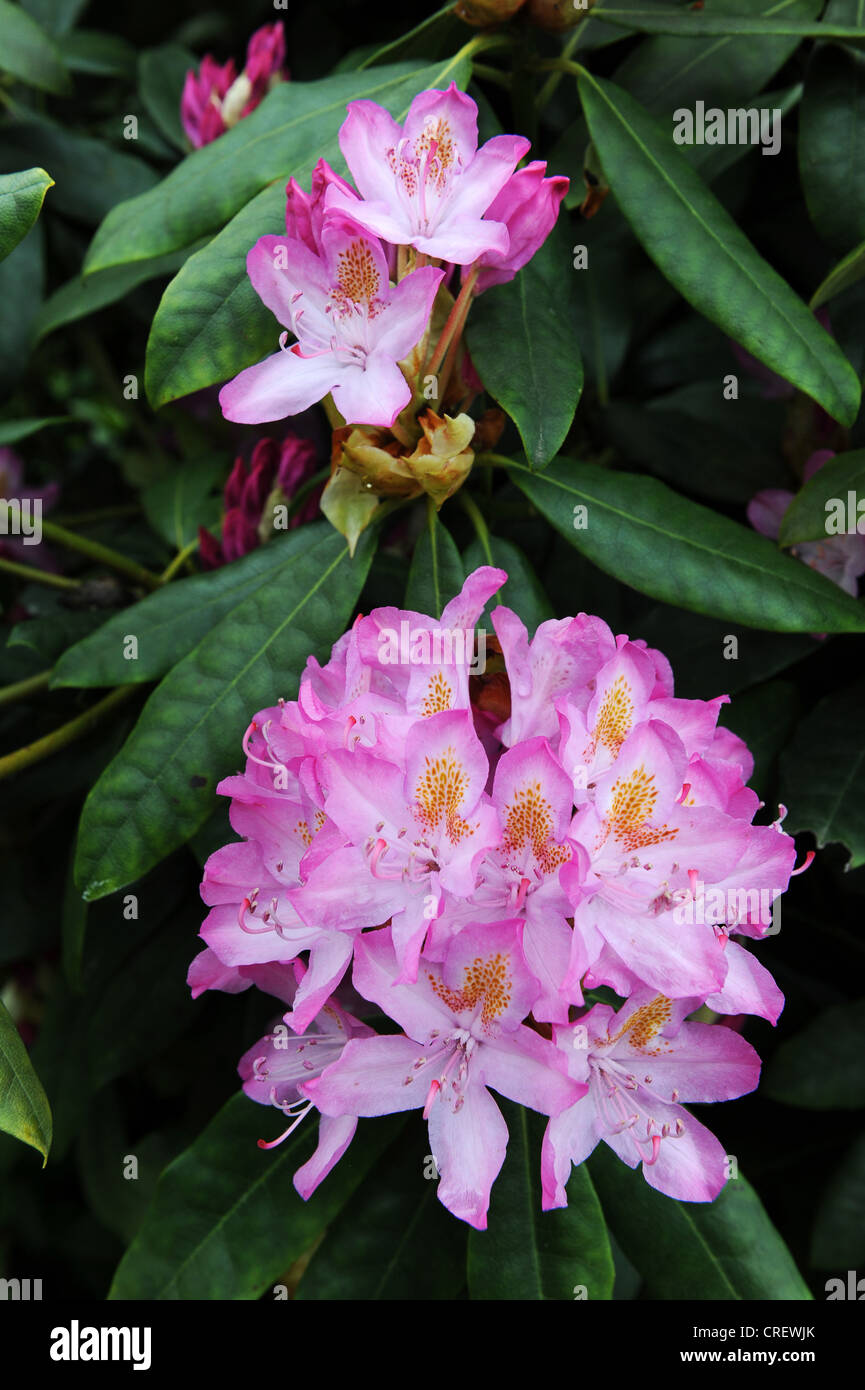 Pink rhododendron hi-res stock photography and images - Alamy