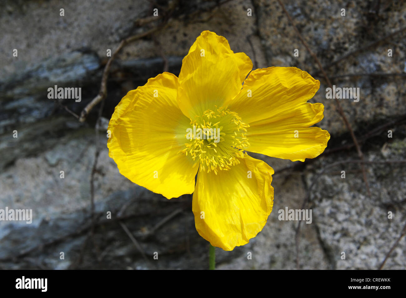 Yellow poppy hi-res stock photography and images - Alamy