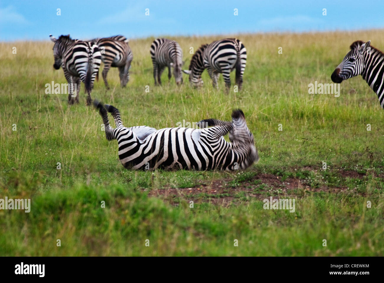 Zebra dust bathing hi-res stock photography and images - Alamy