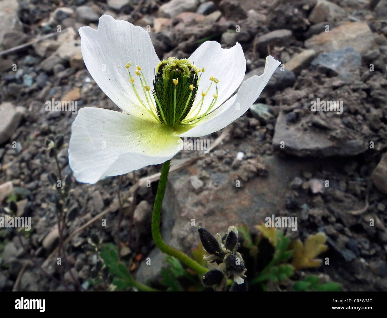 Svalbard Poppy Papaver dahlianum Longyearbyen Spitsbergen Norway Stock ...