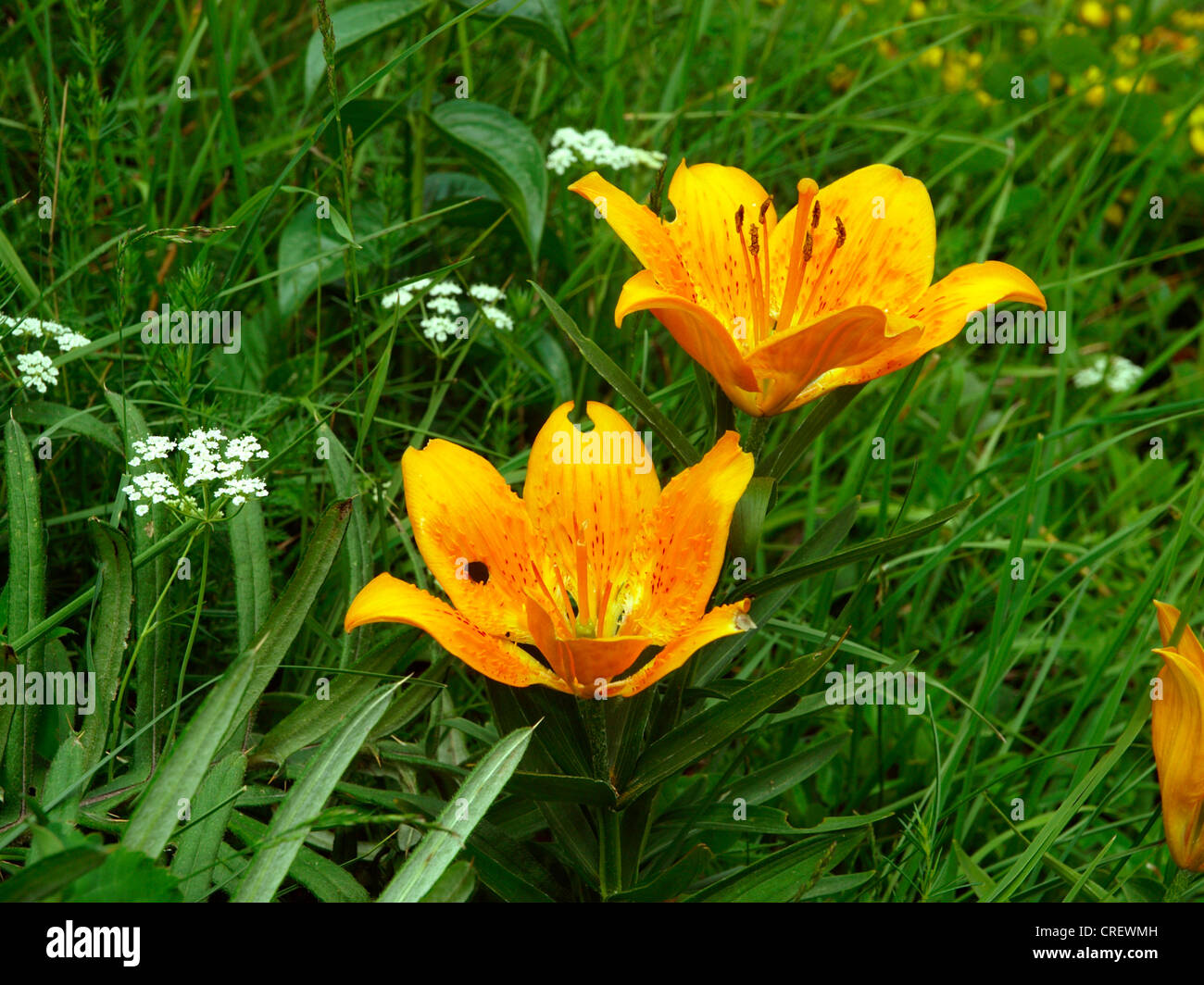 Orange lily lilium bulbiferum ssp croceum hi-res stock photography and ...