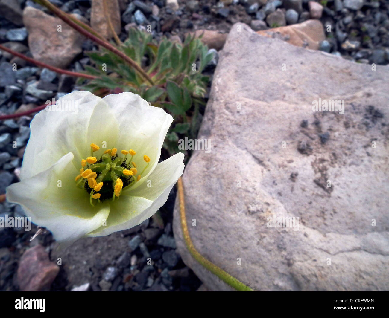 Svalbard Poppy Papaver dahlianum Longyearbyen Spitsbergen Norway Stock ...