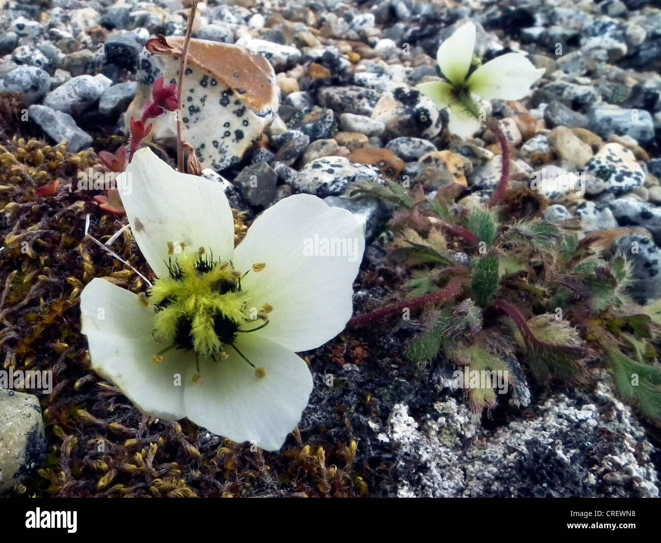 Svalbard Poppy Papaver dahlianum Palanderbukta Nordaustlandet Norway ...