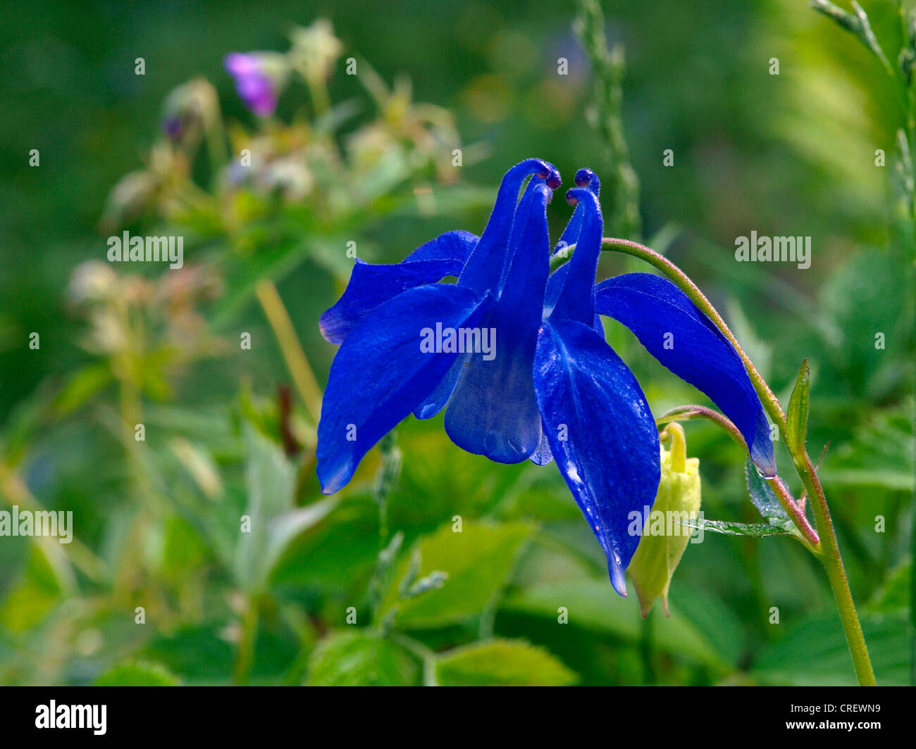 European columbine aquilegia vulgaris hi-res stock photography and ...