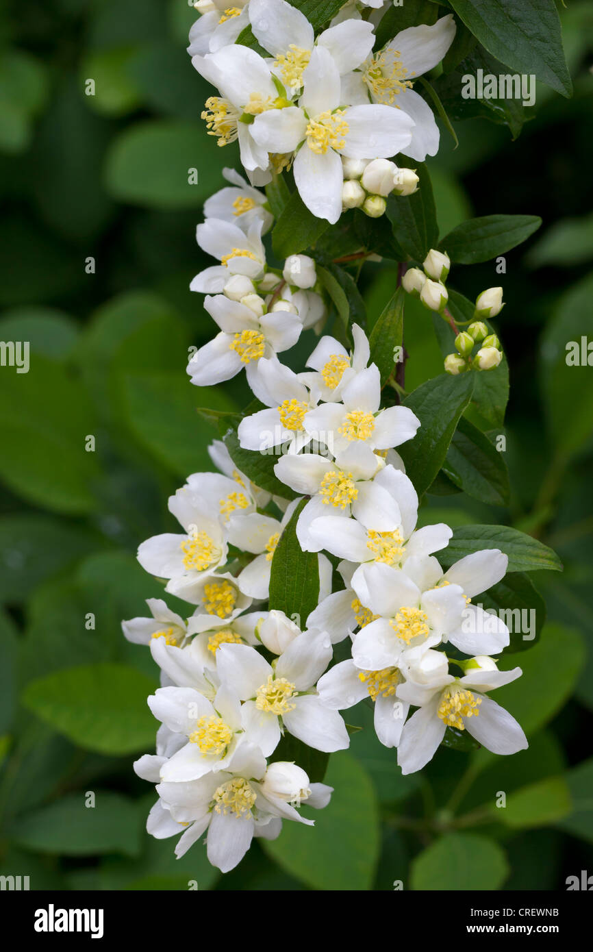 Mock orange lewisii hi-res stock photography and images - Alamy